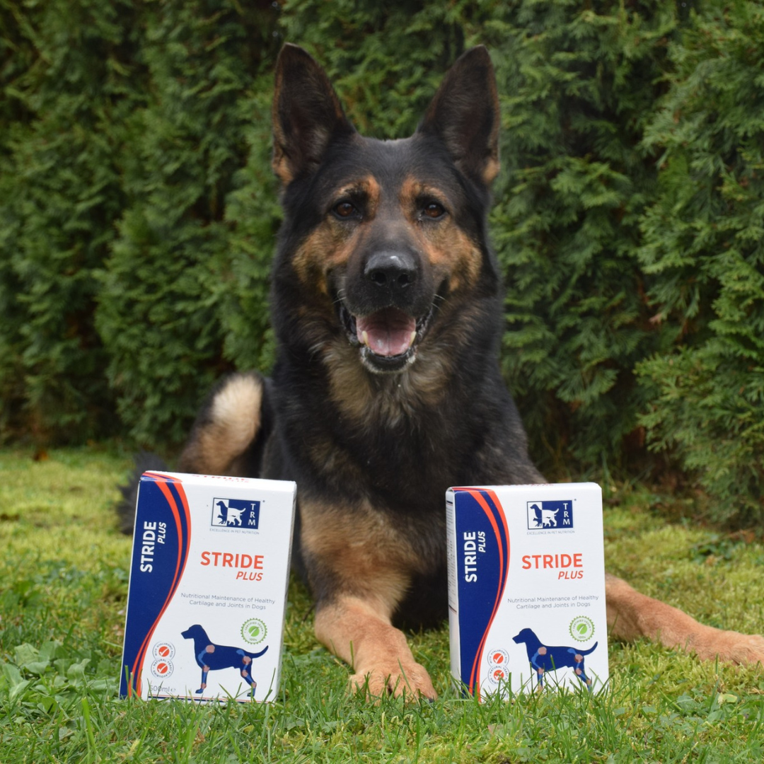 Which STRIDE Product is Best for Your Dog? A Guide to Joint Health Sol ...